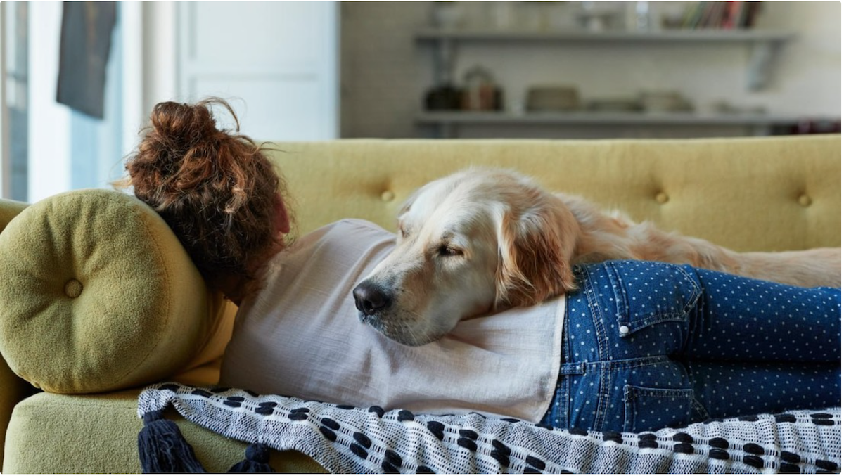 Confirmado: dormir con un perro es más saludable que con un gato ...